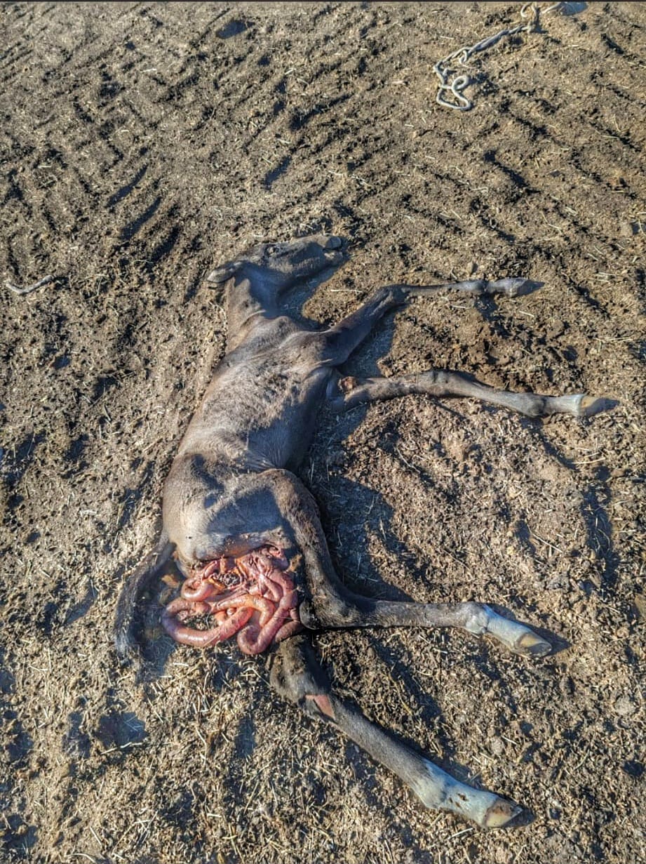Asociación Defensa Équidos | Protectora de Caballos