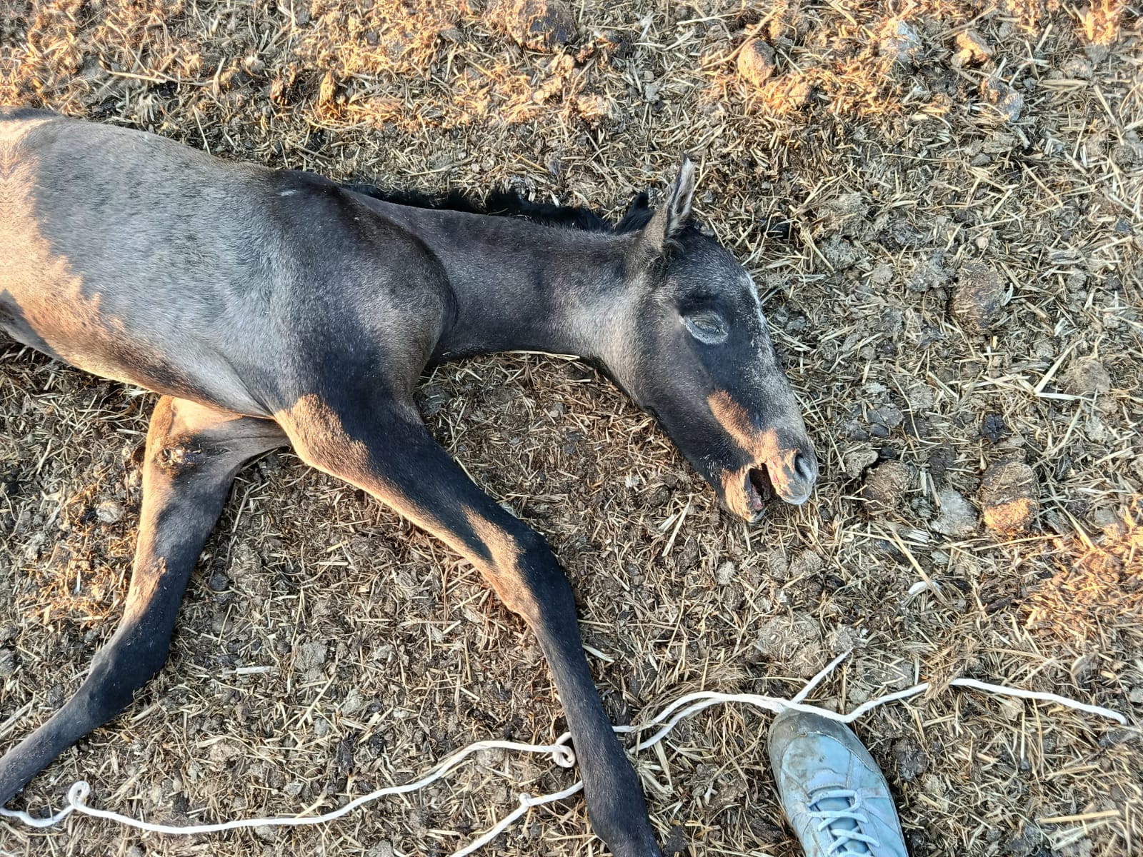 Asociación Defensa Équidos | Protectora de Caballos