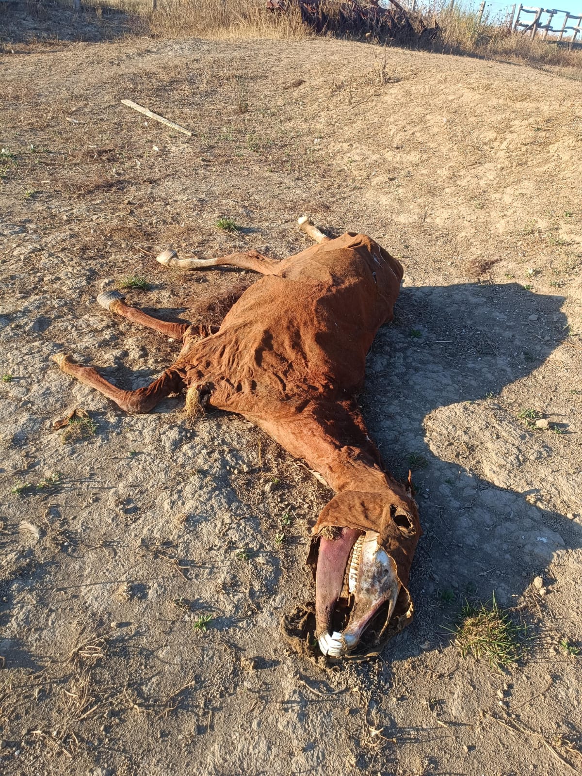 Asociación Defensa Équidos | Protectora de Caballos